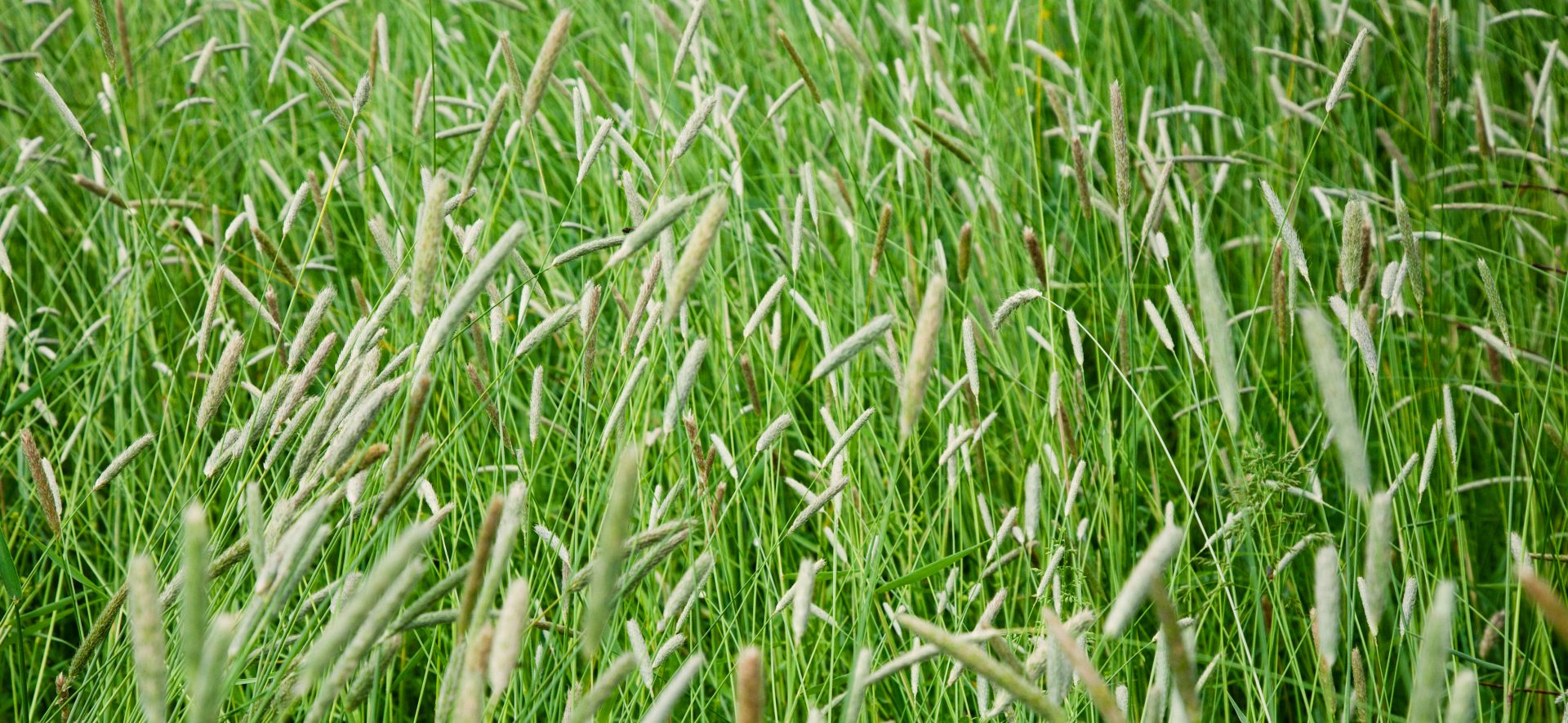 Timothy Hay – Zuzu Agriculture